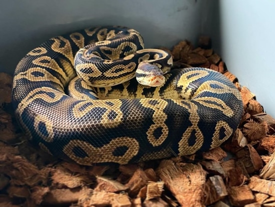 Pastel, Yb, Black Head Rtb Ball Python by Coffin’s Critters