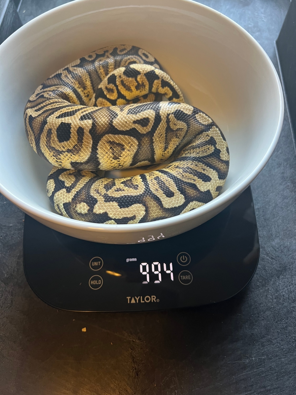 GHI, Pastel Ball Python by Coffin’s Critters - MorphMarket