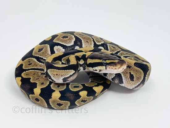Mojave Yellow Belly Pos Het Pied Ball Python by Coffin’s Critters
