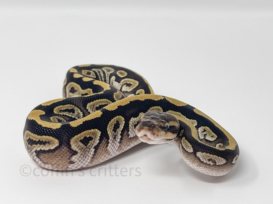**BOGO** Mahogany Mystic Ball Python by Coffin’s Critters