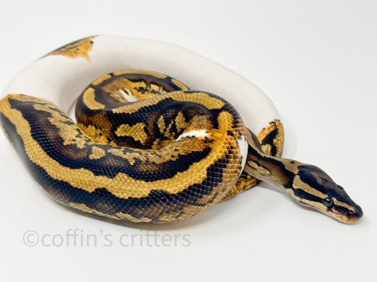 Free Shipping Pumpkin Pied- Yellow Belly Pie Bald 100% Het Lavender ...