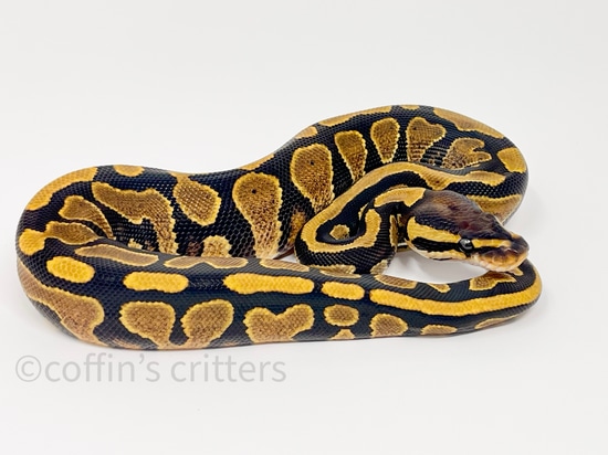 0.1 Yellow Belly 100% Het Desert Ghost Ball Python by Coffin’s Critters