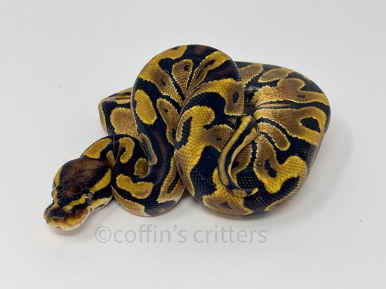 Enchi Ball Python by Coffin’s Critters