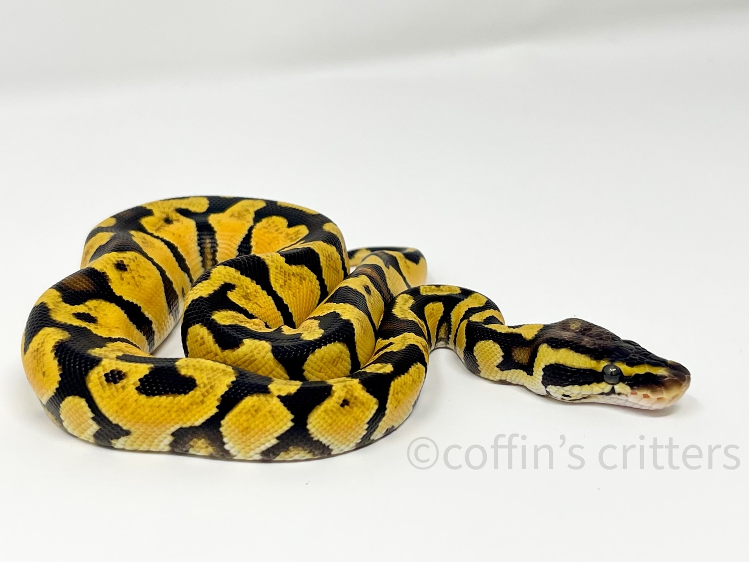 Pastel Enchi Nanny Yellow Belly Ball Python by Coffin’s Critters ...