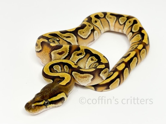 Enchi Mojave Yellow Belly Ball Python by Coffin’s Critters