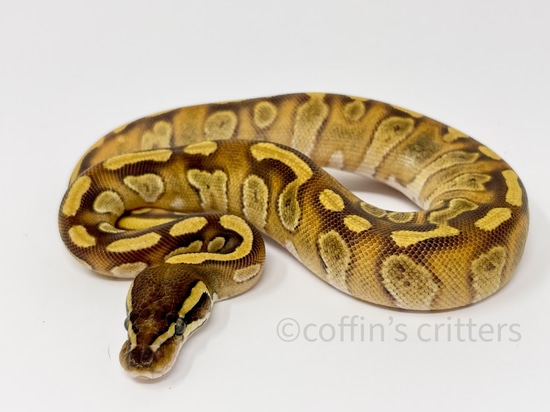 Enchi, Mojave, Nanny Ball Python by Coffin’s Critters