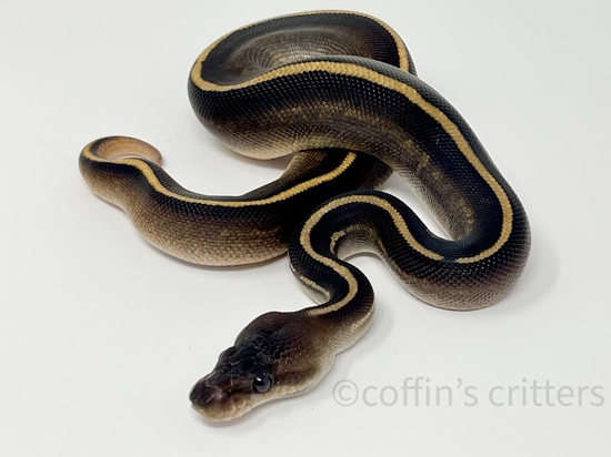 Cinnamon, Mahogany, Yellow Belly Pos Het Pied Ball Python by Coffin’s ...