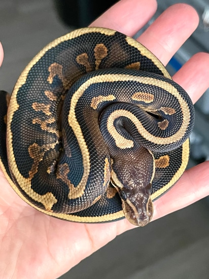 Bp Mahogany Yellow Belly And Ball Python by Coffin’s Critters