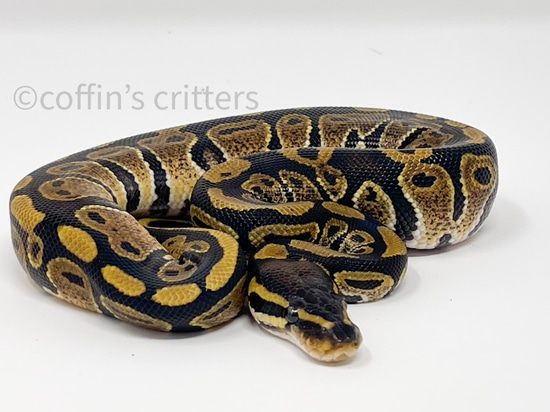 Normal Ball Python by Coffin’s Critters