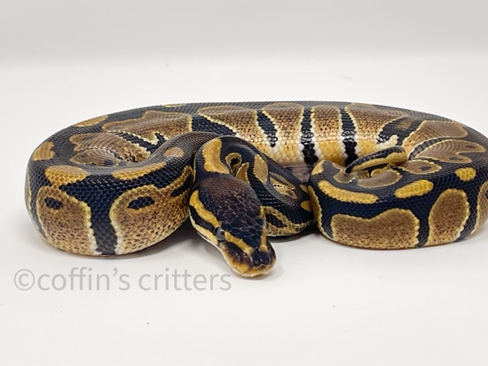 Normal Ball Python by Coffin’s Critters
