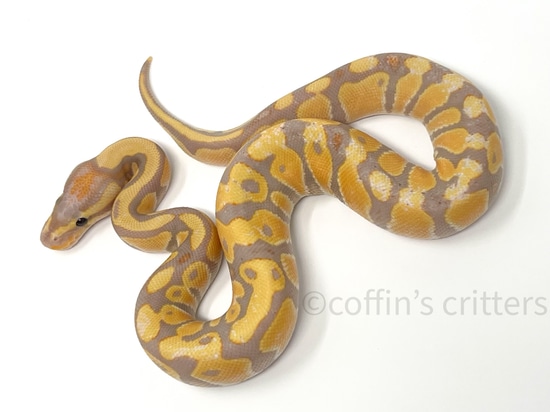Banana, Vanilla, Orange Dream 100% Het Clown With A Cute Little Marking ...