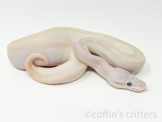 2024 Female Blue Eyed Lucy Ball Python by Coffin’s Critters