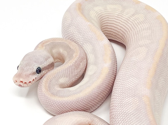 Pastel Invisiball Ball Python by Coffin’s Critters
