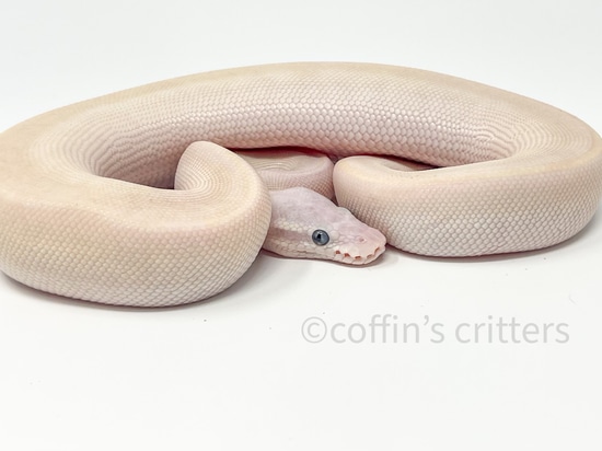 Blue Eyed Lucy Ball Python by Coffin’s Critters