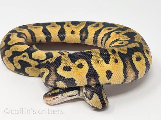 Pastel Het Clown, Het Desert Ghost Ball Python by Coffin’s Critters