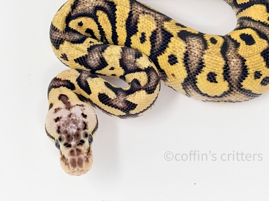 Super Pastel Crypton Het Clown Het Desert Ghost Ball Python by Coffin’s ...
