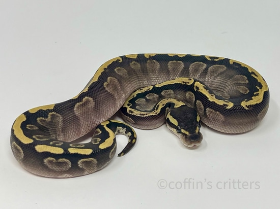 GHI Mojave Ball Python by Coffin’s Critters