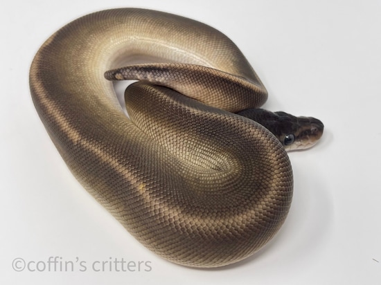 Cinnamon Mahogany Enchi Mystic Hidden Gene Woma 100% Het Pied Ball ...