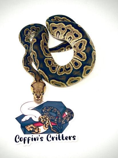 Super GHI Clown Ball Python by Coffin’s Critters