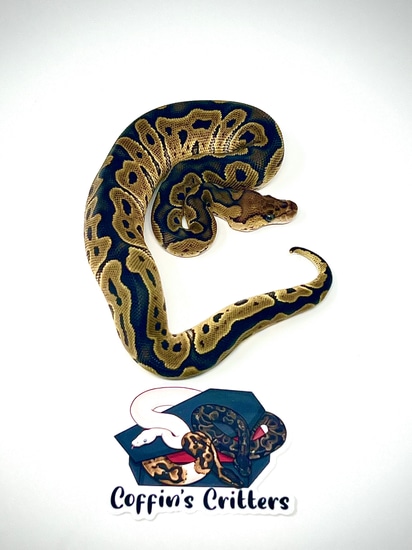 GHI Clown Ball Python by Coffin’s Critters
