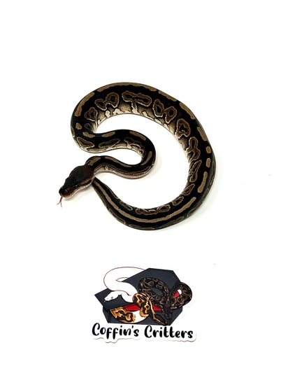 Black Pastel Vudoo Ball Python by Coffin’s Critters