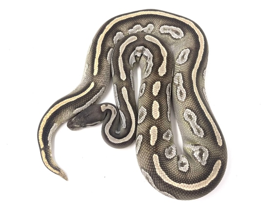 Black Head Mojave Red Gene Ringer Gene Hypo Ball Python by Coffin’s ...