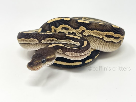 Black Pastel Mojave Vudoo Ball Python by Coffin’s Critters