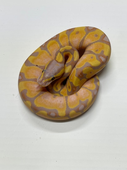 Banana Enchi 50% Het Clown Ultramel Ball Python by R.K.S.Morphs LLC