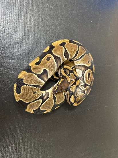 Normal, 100% Het Clown Ball Python by R.K.S.Morphs LLC