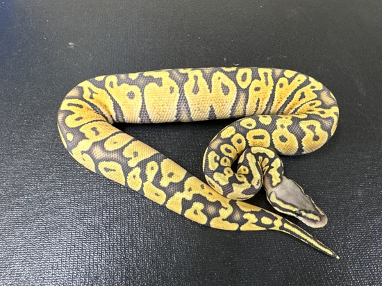 Pastel Orange Ghost Ball Python by R.K.S.Morphs LLC