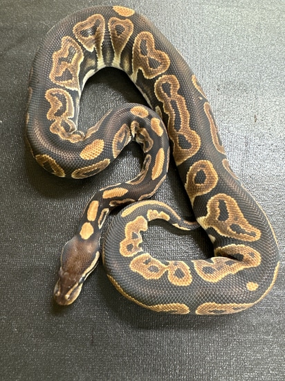 Black Pastel Ball Python by R.K.S.Morphs LLC