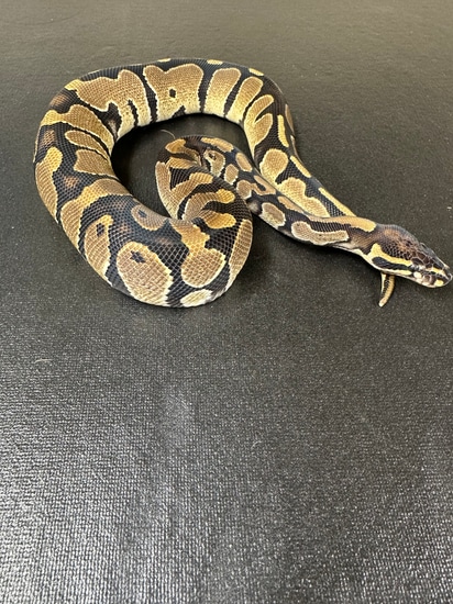 Male Het Axanthic (Vpi), Het Piebald , FM Normal Possible Het Piebald ...