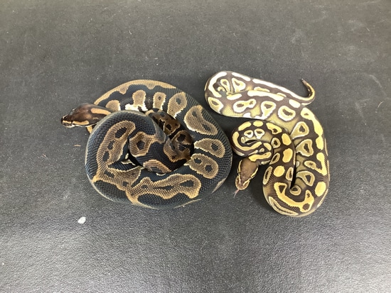 Group Of 2. 1 Male 1 Female Ball Python by R.K.S.Morphs LLC