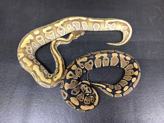 Group Of 2 F Mojave 66% Het Ultramel, 50% Het Clown/M Normal Same As Female Ball Python by R.K.S ...