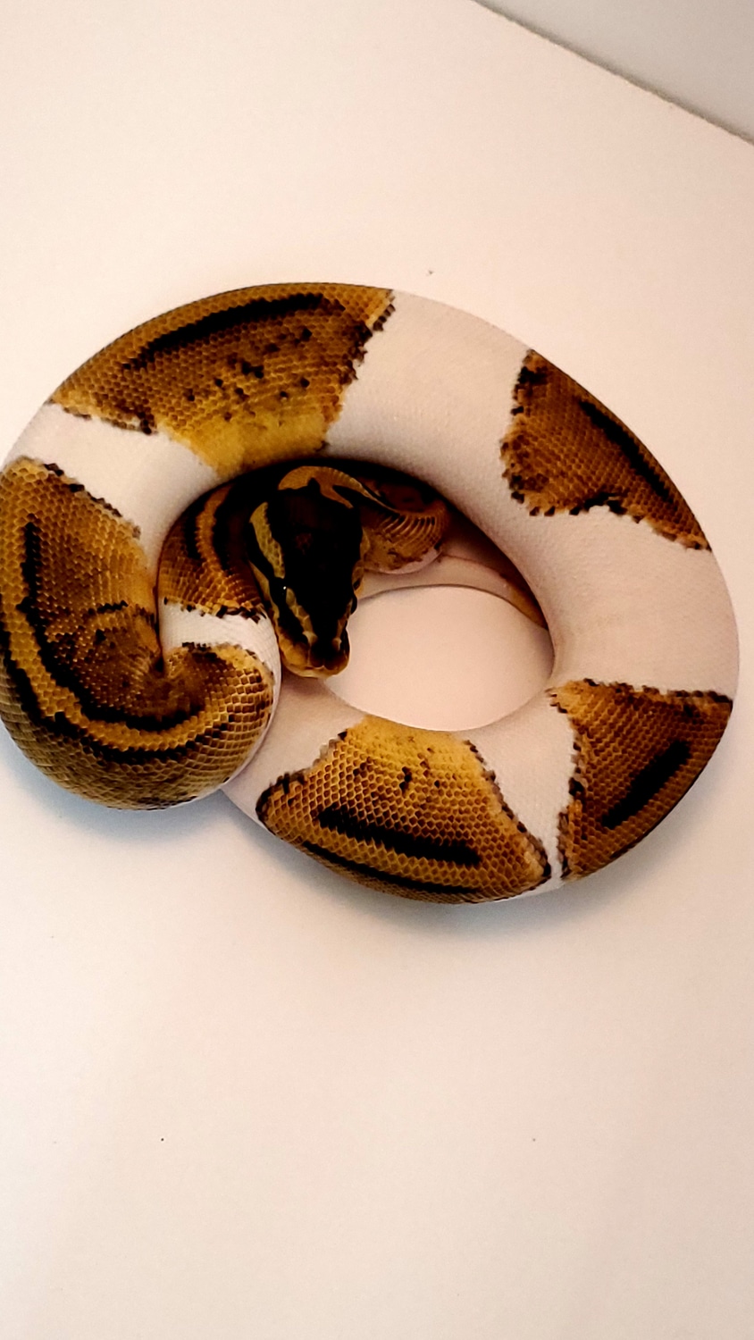 Pastel Pied 100 % Vpi Axanthic Ball Python by Ck Exotics - MorphMarket