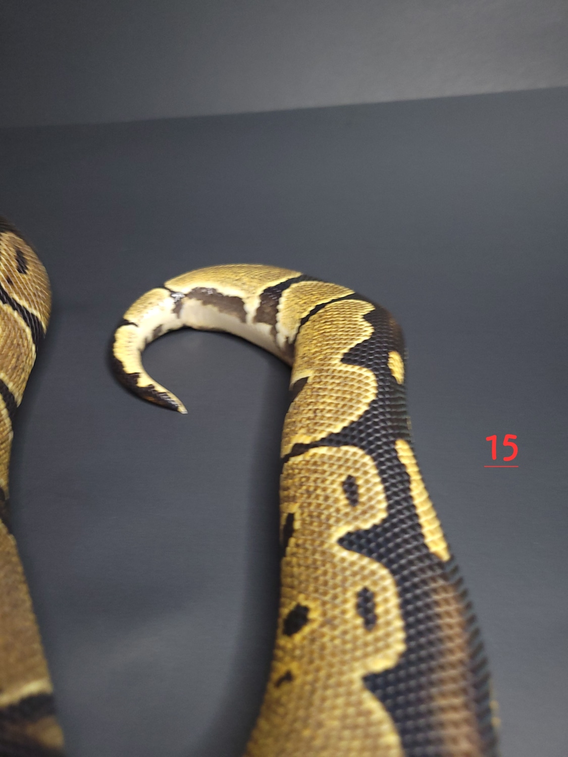 Normal Het Ghost Pos Het Lavender Albino/ Clown Ball Python by Ck ...