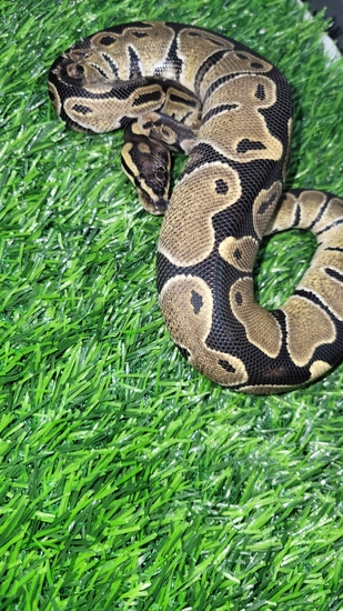 Blackhead Dh Vpi Axanthic G-stripe Ball Python by CK EXOTICS