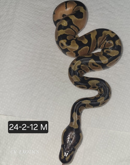 Super Orang Dream Ball Python by CK EXOTICS
