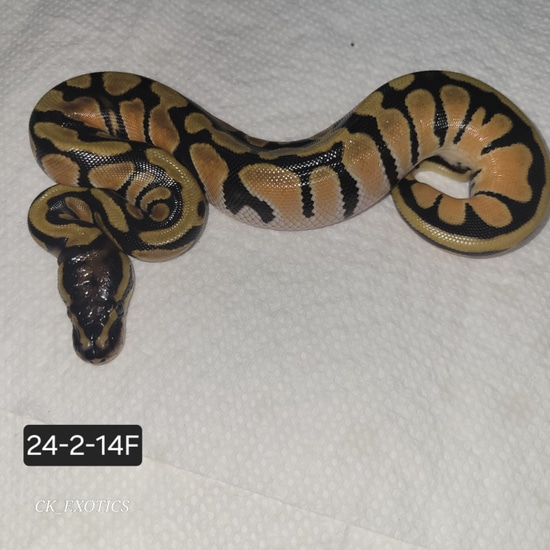 Super Od Pos Fire Ball Python by CK EXOTICS