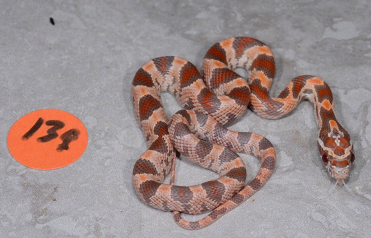 Pair Of Ultramel Okeetee Corns Corn Snake by Blue Chameleon ...