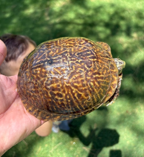 Desert Box Turtle Adult Female by Monroe’s exotics