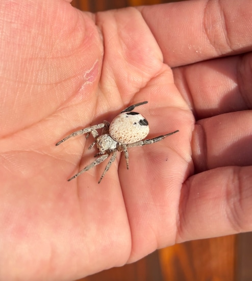 Desert Velvet Spider (Stegodyphus Lineatus) #1 Other Spider by Monroe’s ...