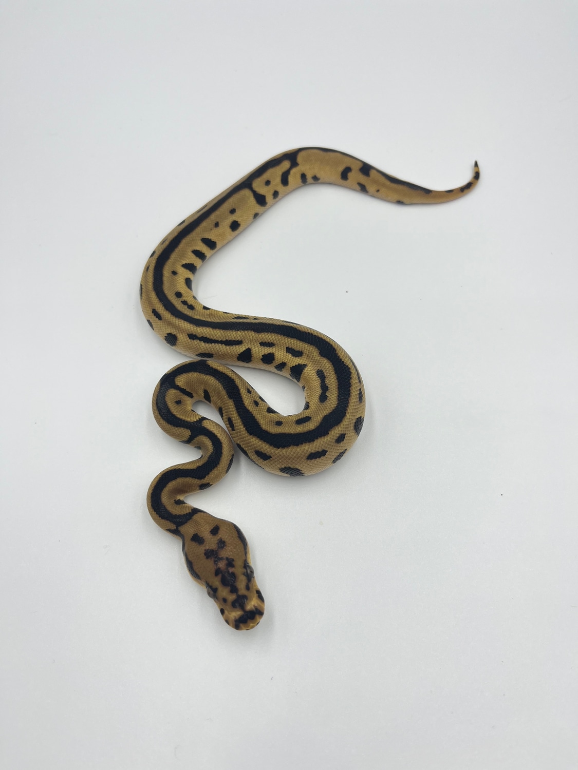 Batman Het Hypo Ball Python by SCK Ball Python Breeders - MorphMarket