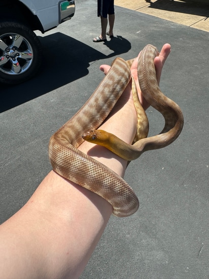 Woma Python by Katie & Tony Herps