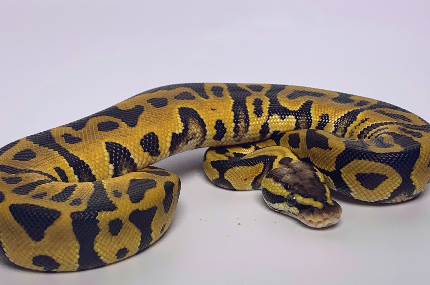Leopard Spotnose 100% Het Clown Ball Python by Rose Reptiles - MorphMarket