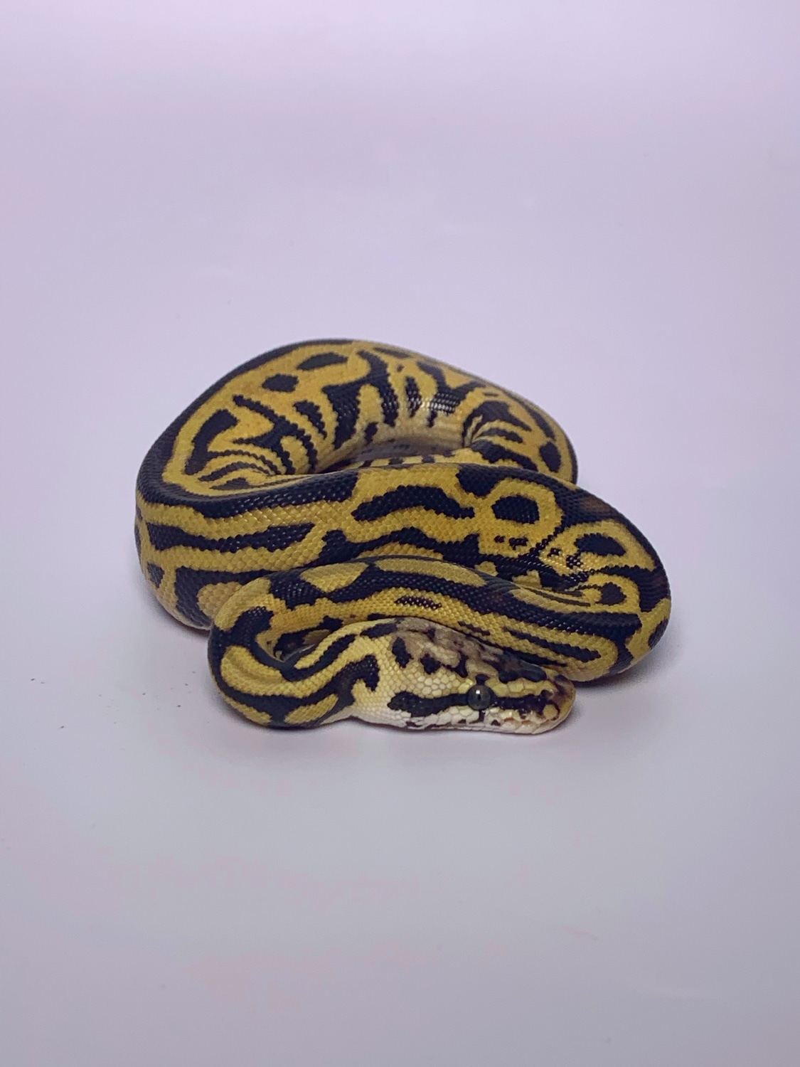 Leopard 100% Het Clown Ball Python by Rose Reptiles - MorphMarket