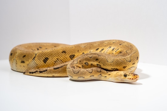 Killer Clown Ball Python by Rose Reptiles
