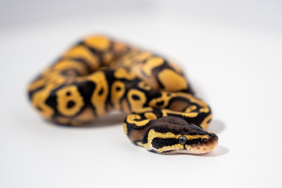 Pastel Orange Dream Het Pied Ball Python by Rose Reptiles