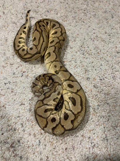 Pastel Spotnose Clown Ball Python by Rose Reptiles