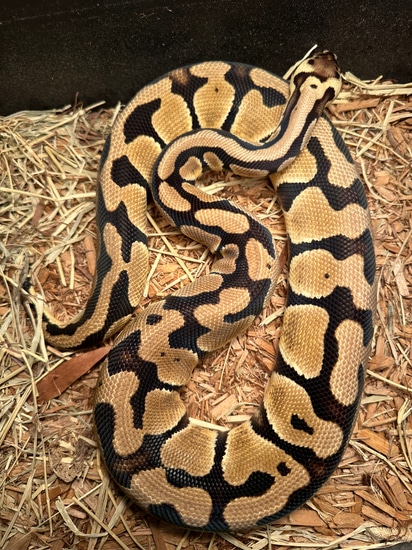 Orange Dream Pastel Het Clown Ball Python by Rose Reptiles